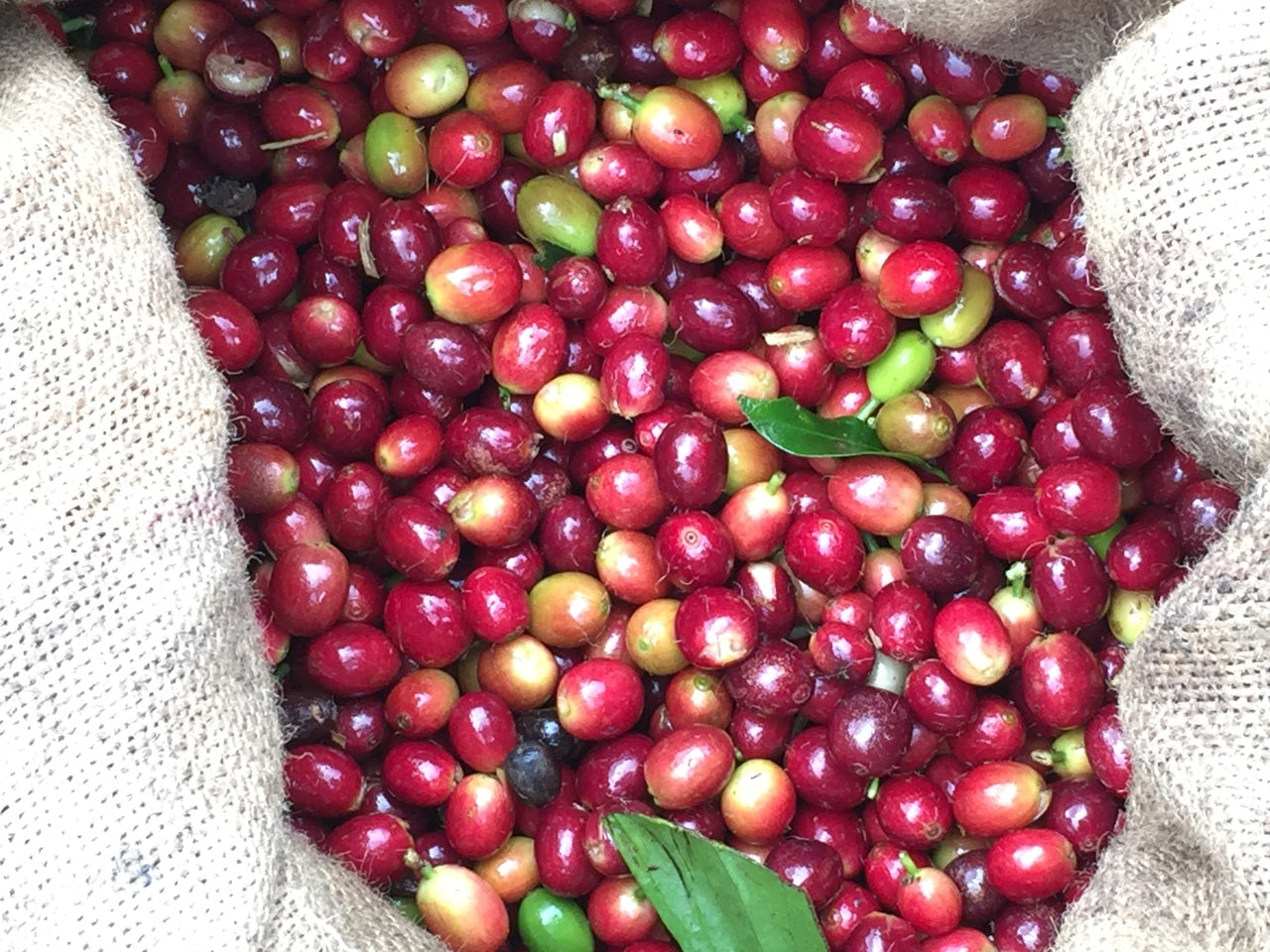 Extra Fancy Kona Coffee – Premium 100% Hawaiian Beans – Hawaiian Queen ...